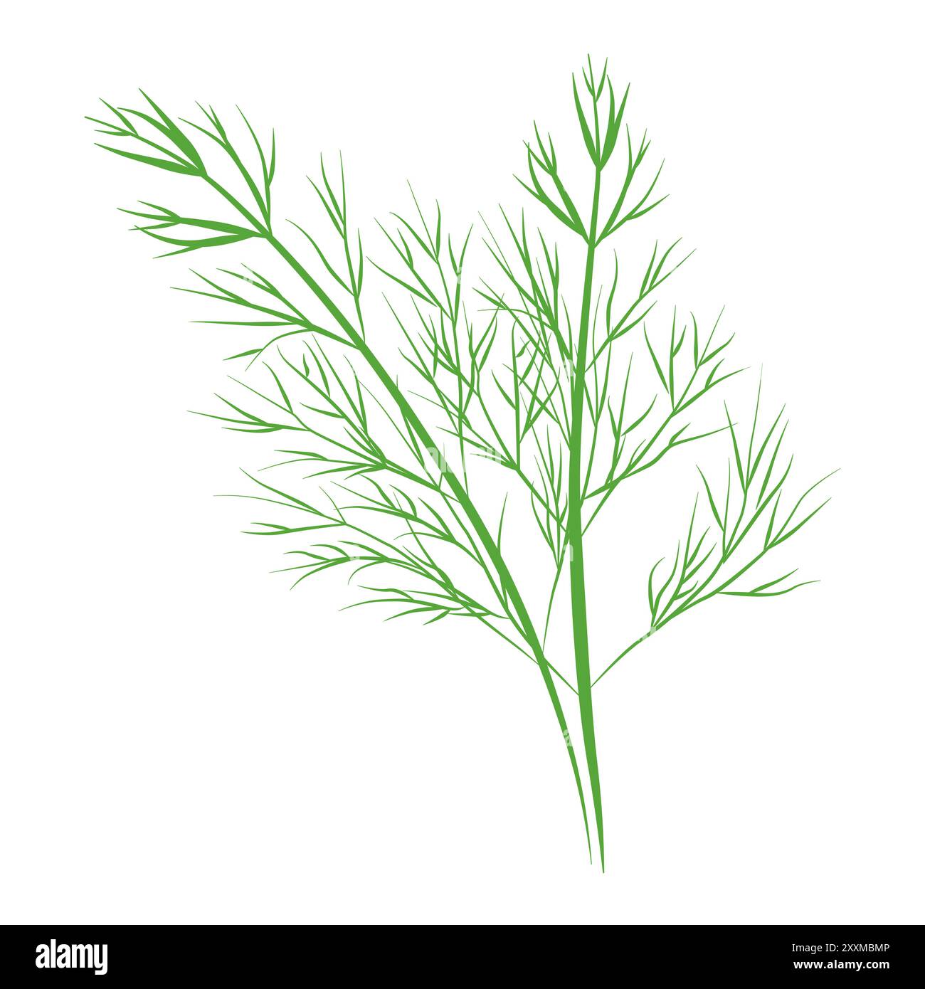 Green dill herb vector illustration for culinary and nature themes ...