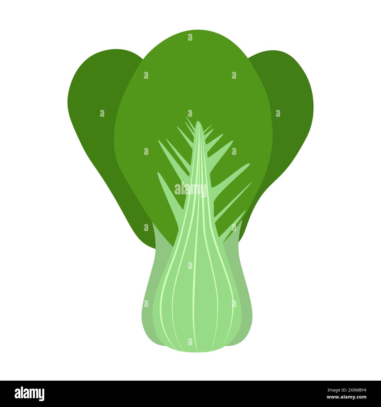 Vector image of fresh bok choy with green leaves, detailed and vibrant ...