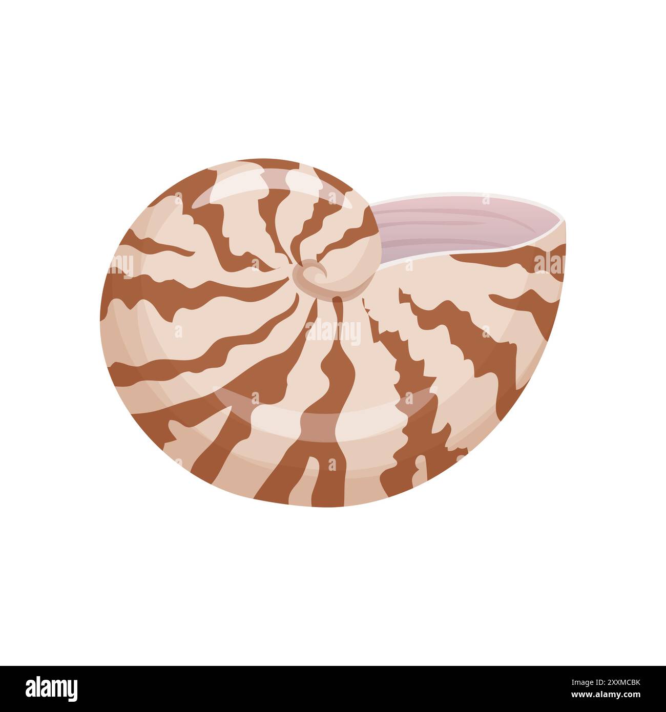 Detailed vector illustration of a spiral seashell in brown tones Stock ...