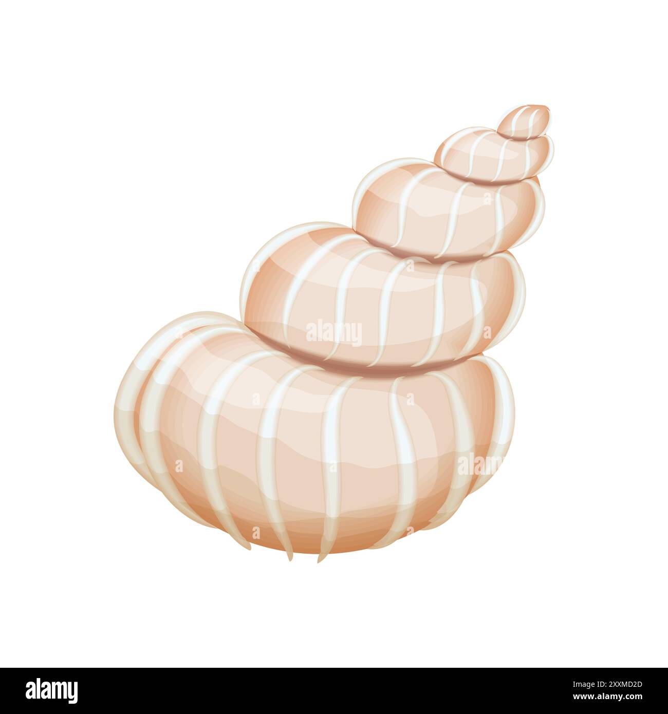 Detailed vector illustration of a beige spiral seashell with smooth ...