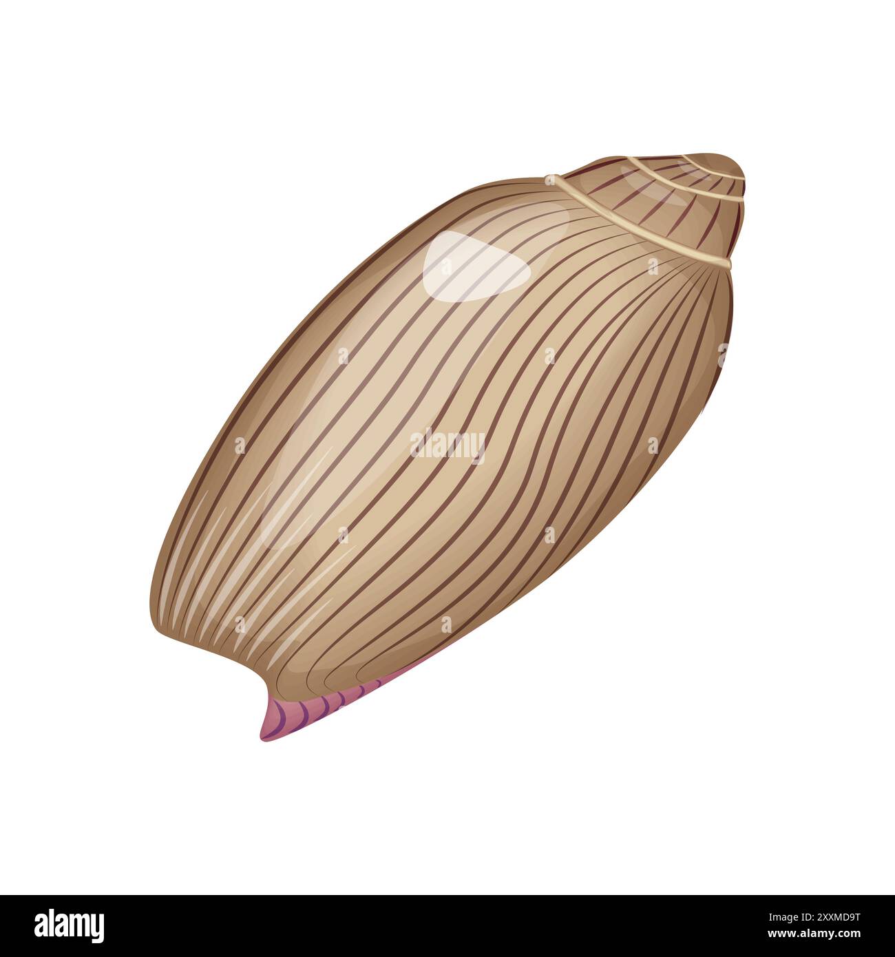 Textile cone shell Stock Vector Images - Alamy