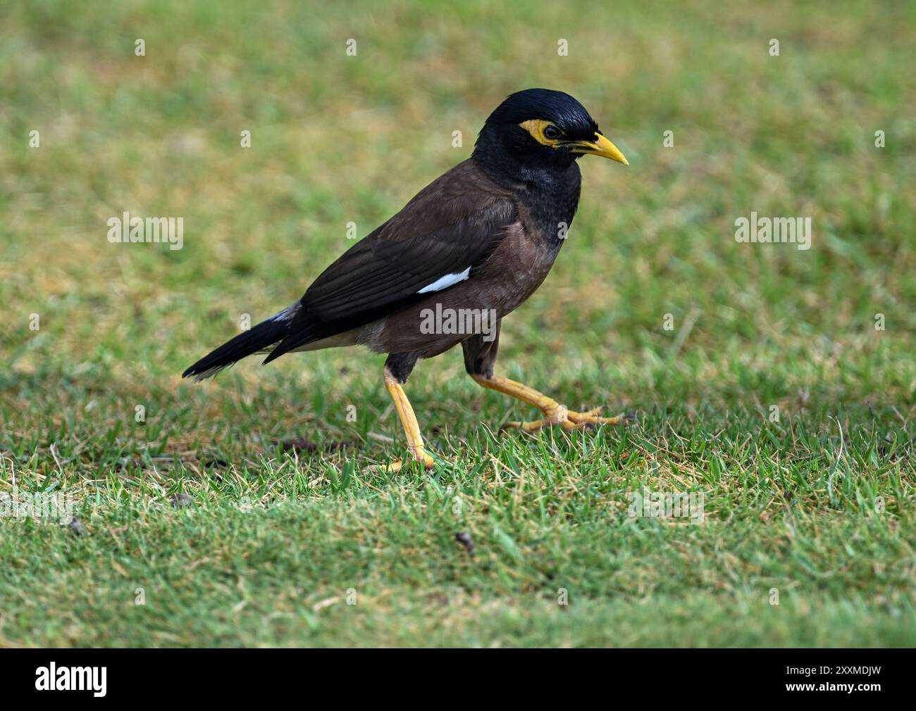 Honolulu, USA. 30th July, 2024. The myna bird (also known as the ...