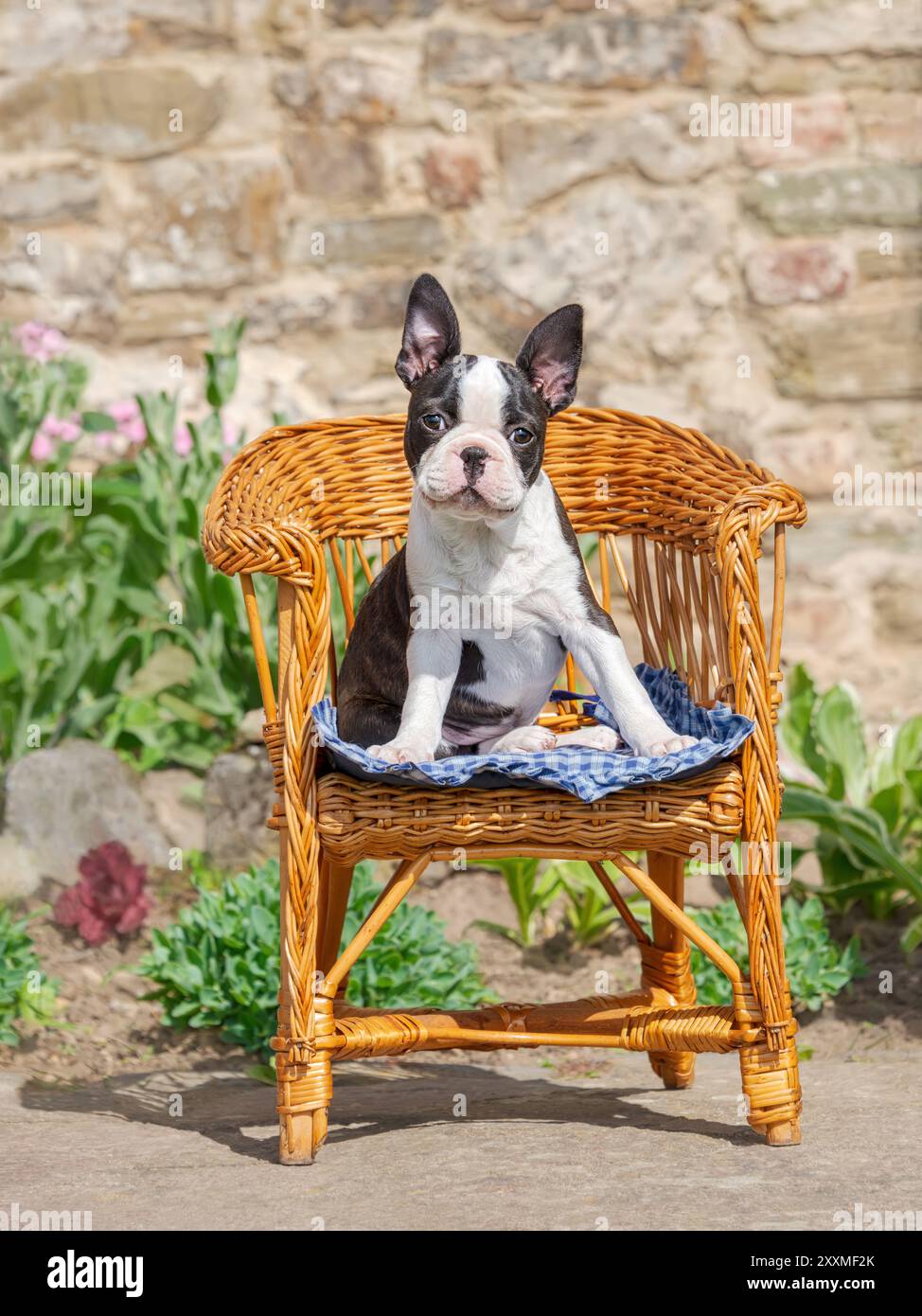 White markings on bull hi-res stock photography and images - Alamy