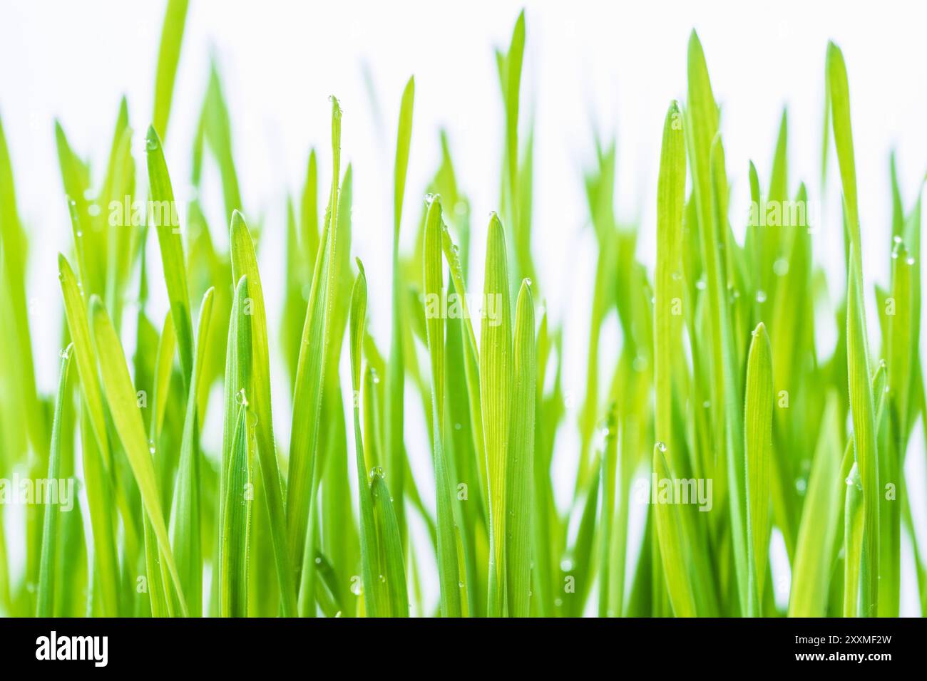 Close up blades of green grass in a green field in morning sunlight ...