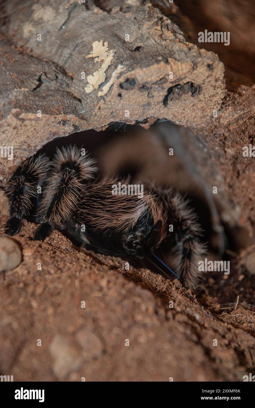big angry spider Stock Photo - Alamy