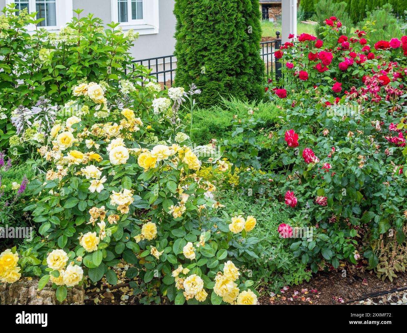 bushes with yellow and red roses in garden in front of village house on ...
