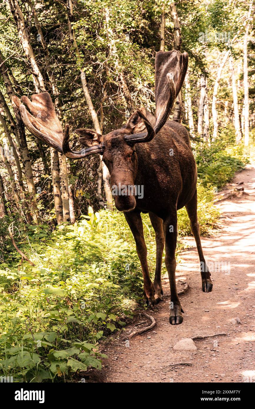 Large bull moose, with velvet still on antlers, on trail Stock Photo ...