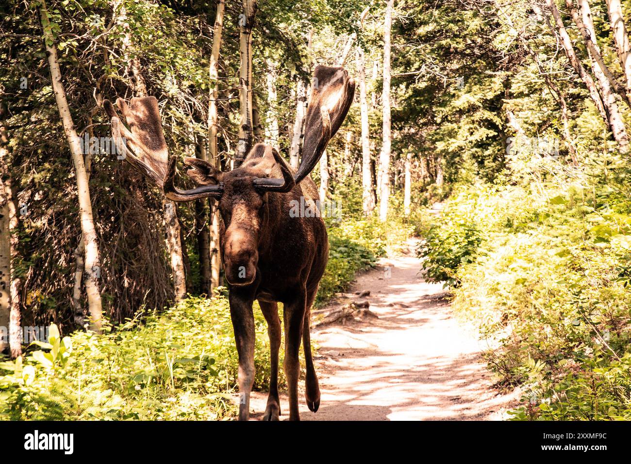 Large bull moose, with velvet still on antlers, on trail Stock Photo ...