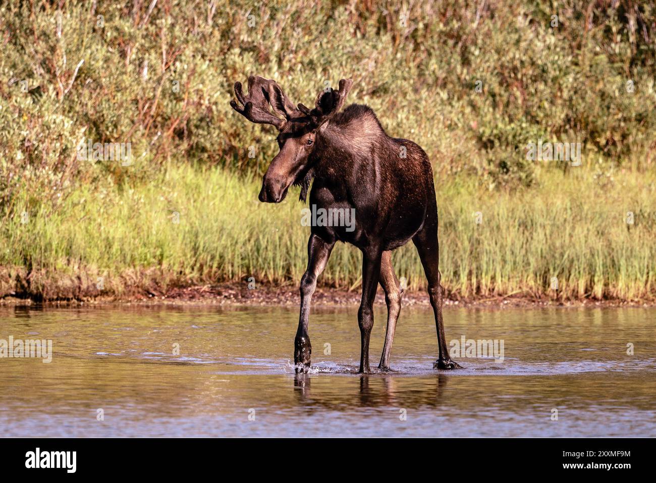 Bull moose, with velvet still on antlers, in water, Fishercap Lake ...