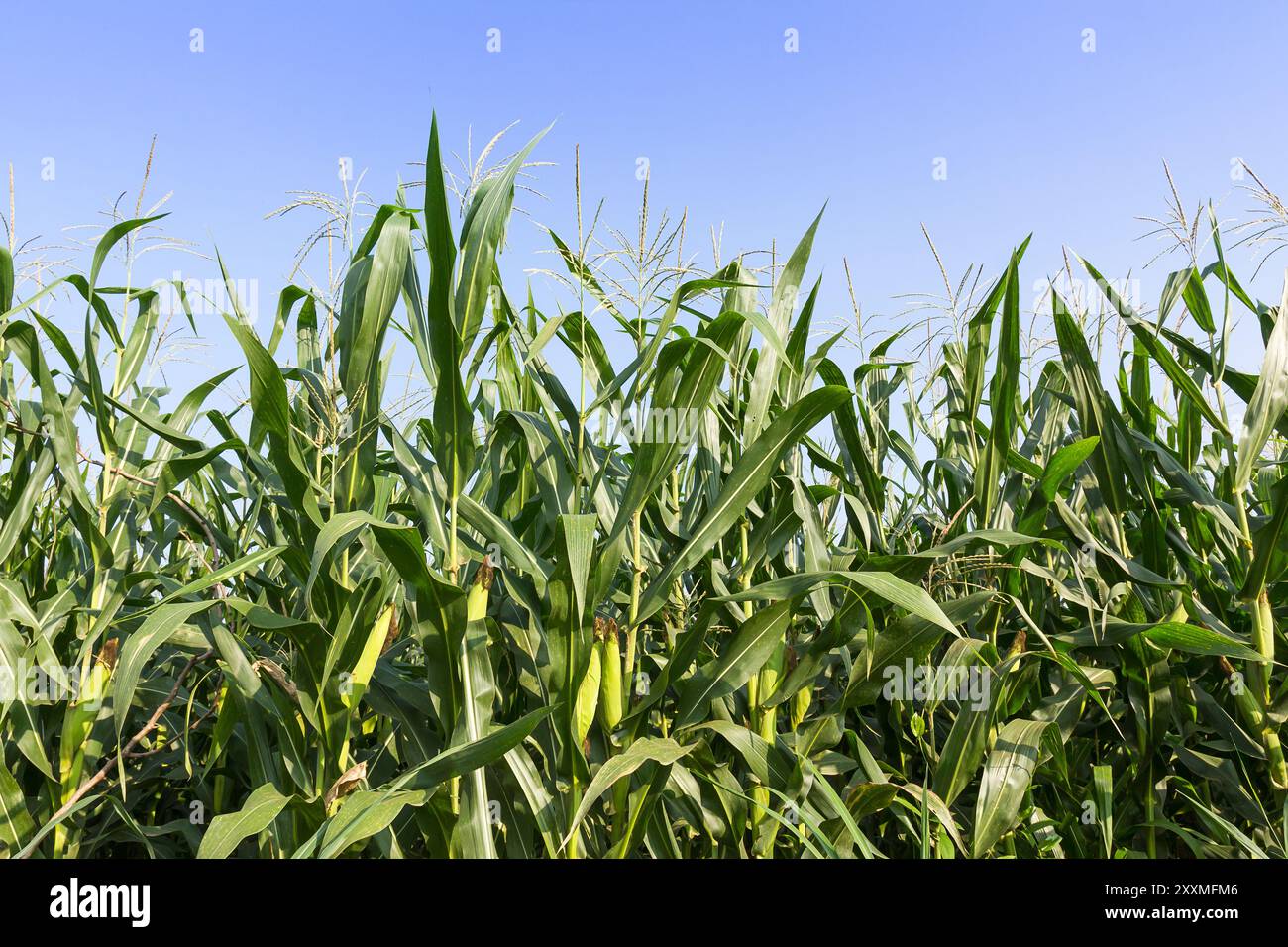Closeup Corn on the stalk in the field Stock Photo - Alamy