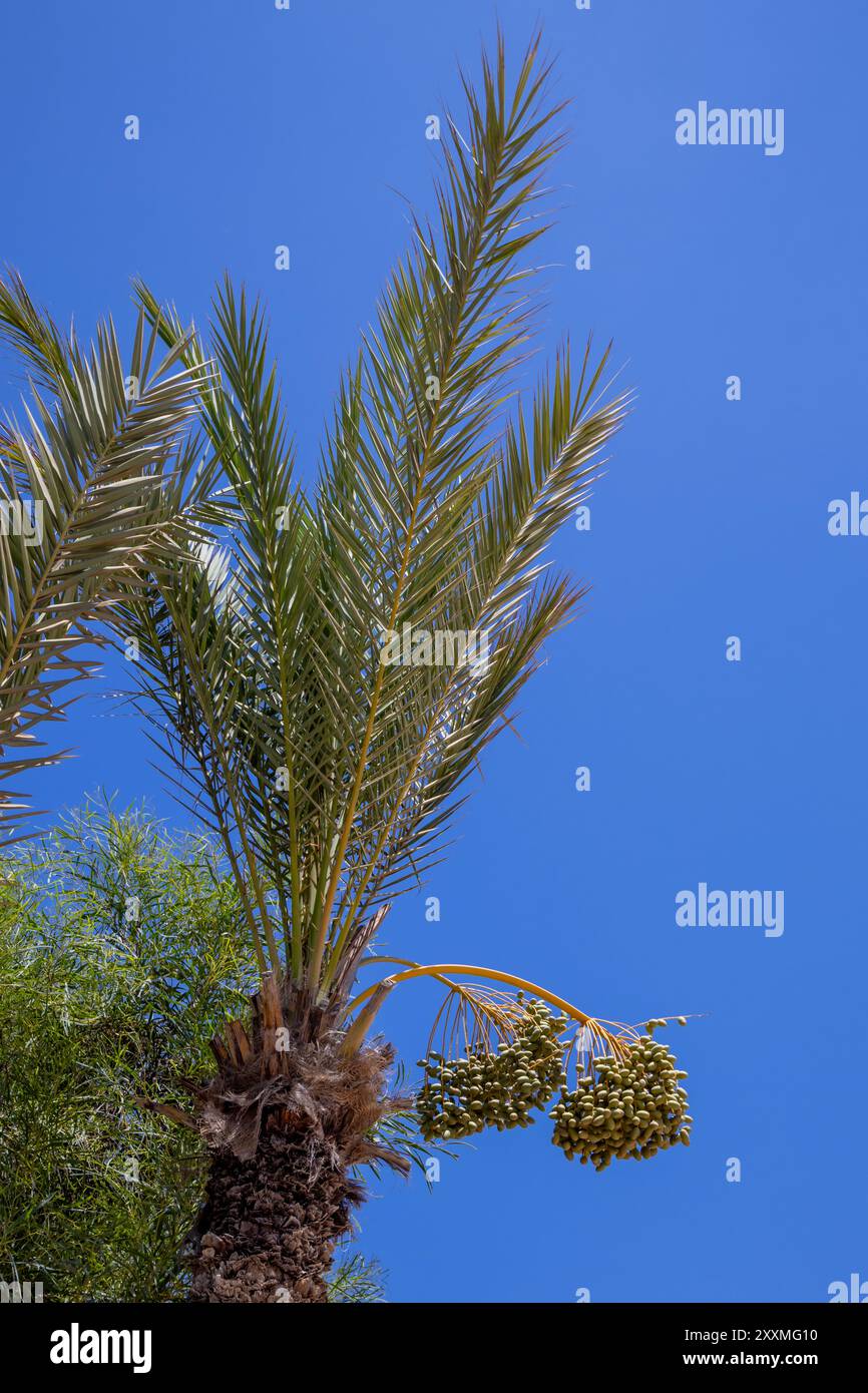 High palm tree with dates. Bright blue sky in the summer. Djerba ...