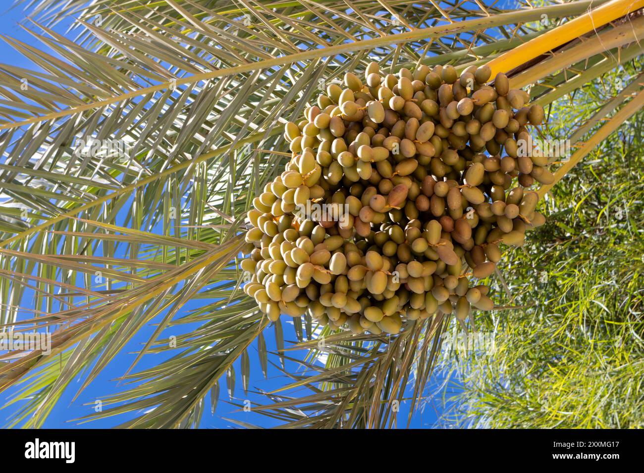 High palm tree with dates. Bright blue sky in the summer. Djerba ...