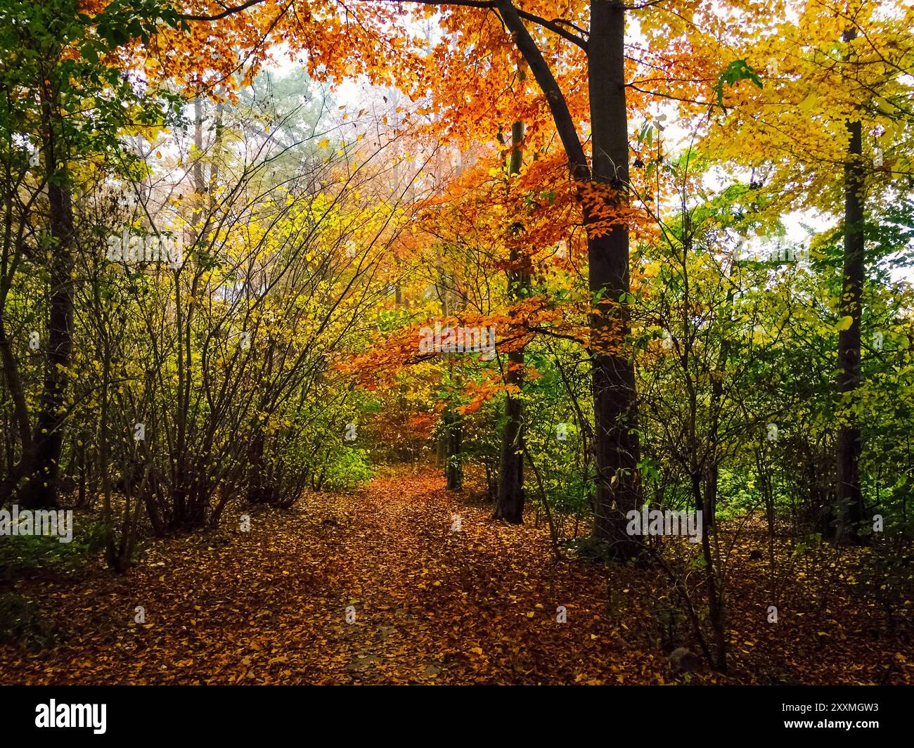 Forest path in autumn colors in Gyllins Gardens in Malmo, Sweden Stock ...