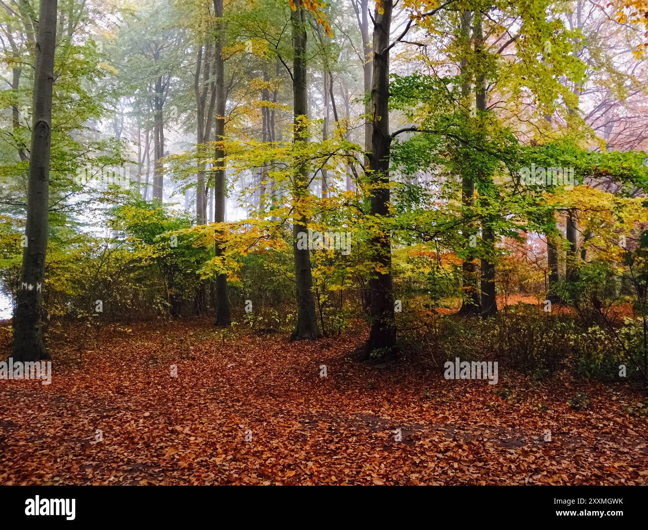 Foggy forest in autumn colors in Gyllins Gardens in Malmo, Sweden Stock ...