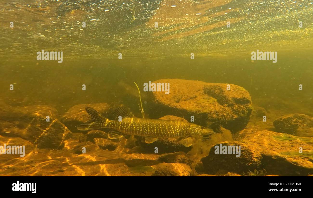 Northern pike prey for bait fish underwater in to Lainio river in ...