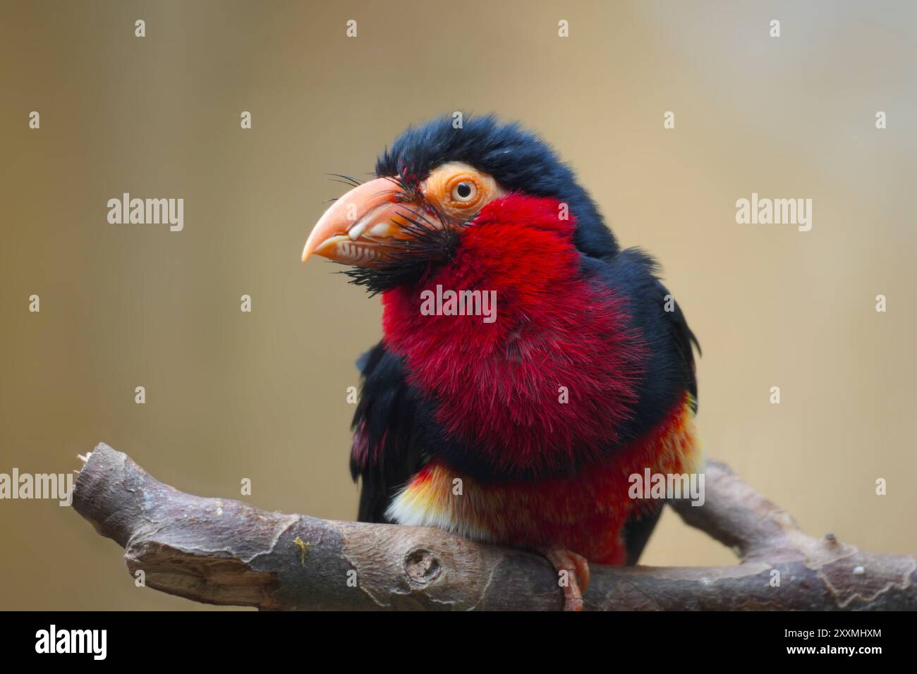 Bearded barbet lybius dubius, tropical bird from West Africa sitting on ...