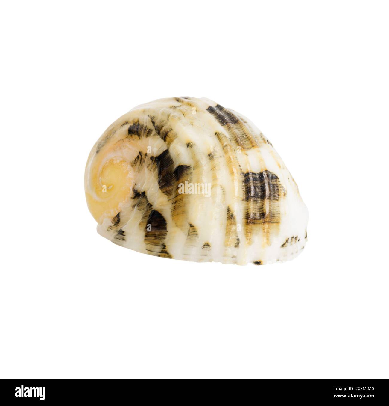Close up Marine sea shell isolated on white background, clipping path ...