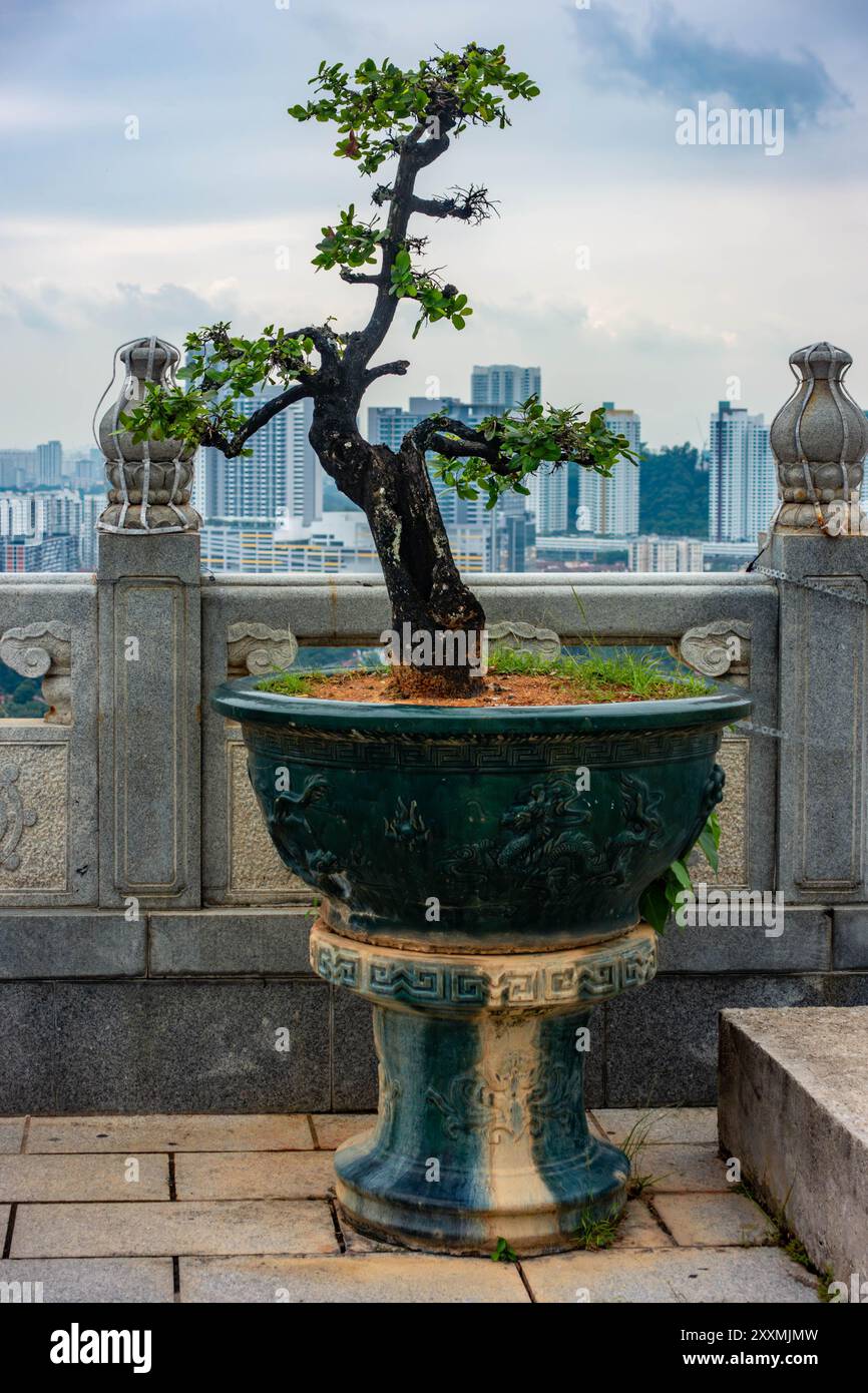 A bonsai tree in a pot at the top level of The Kek Lok Si Buddhist ...