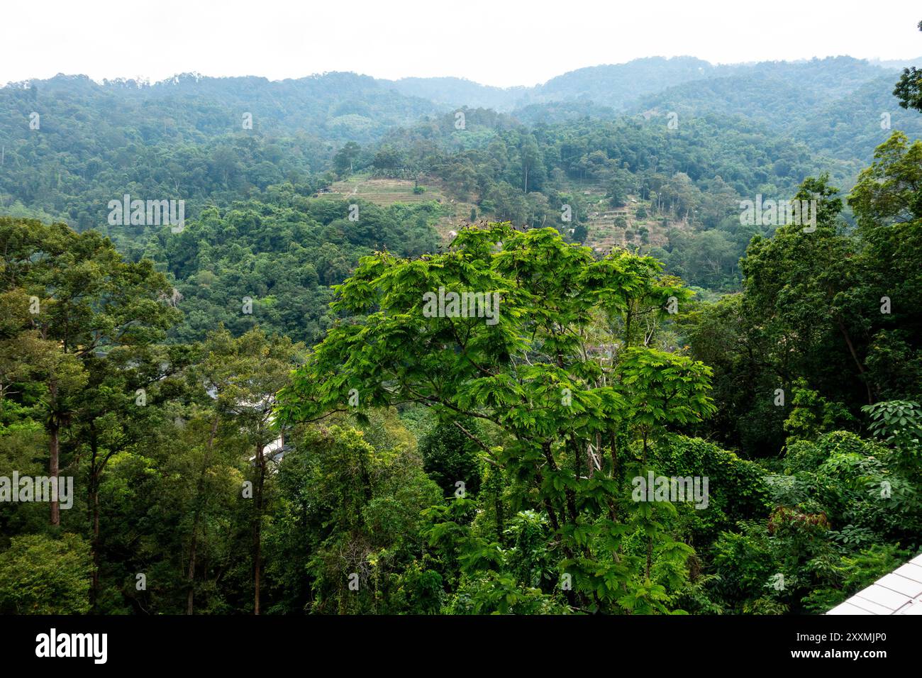 Rainforest covered hillside behind The Kek Lok Si Temple in Penang ...