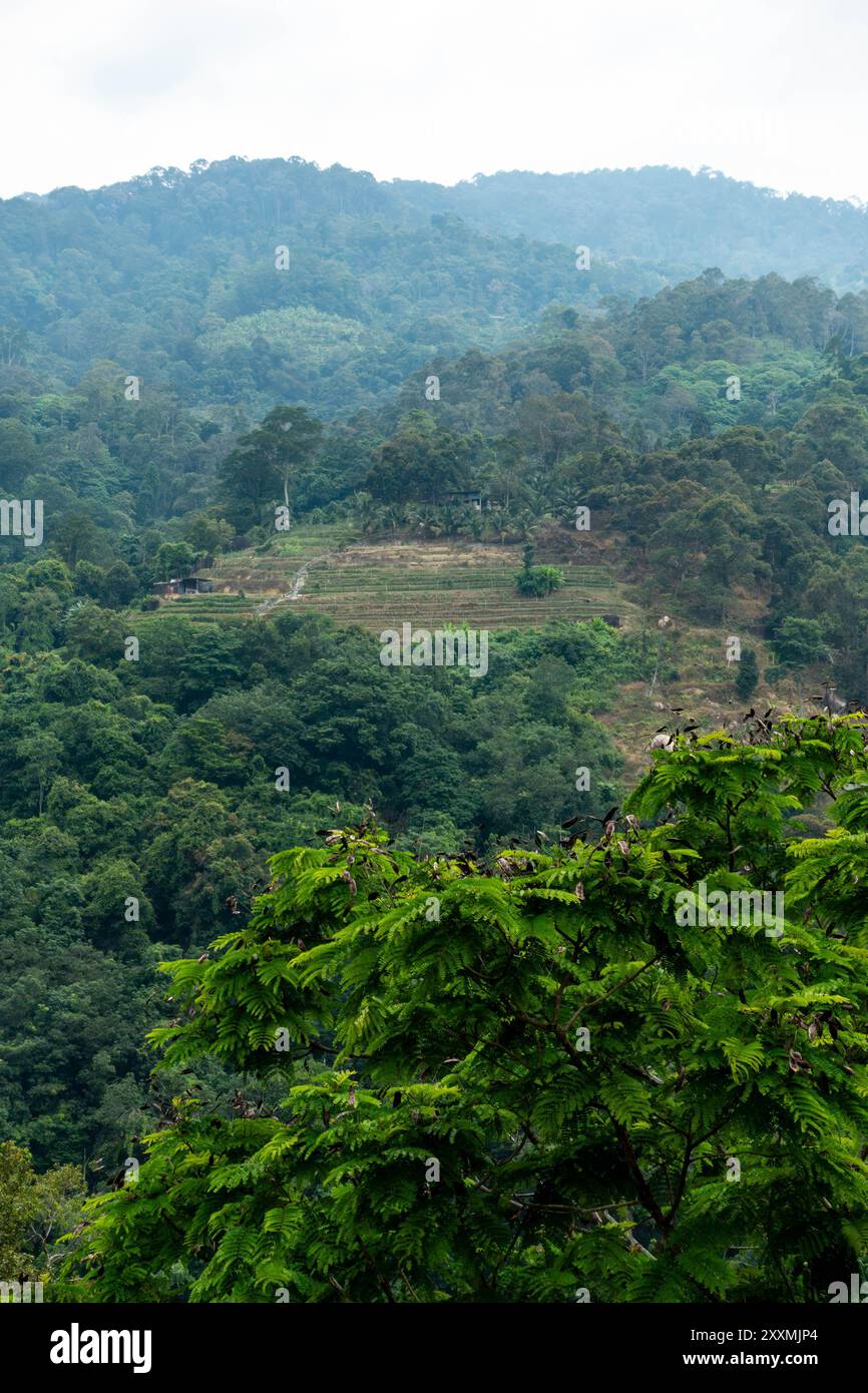 Rainforest covered hillside behind The Kek Lok Si Temple in Penang ...