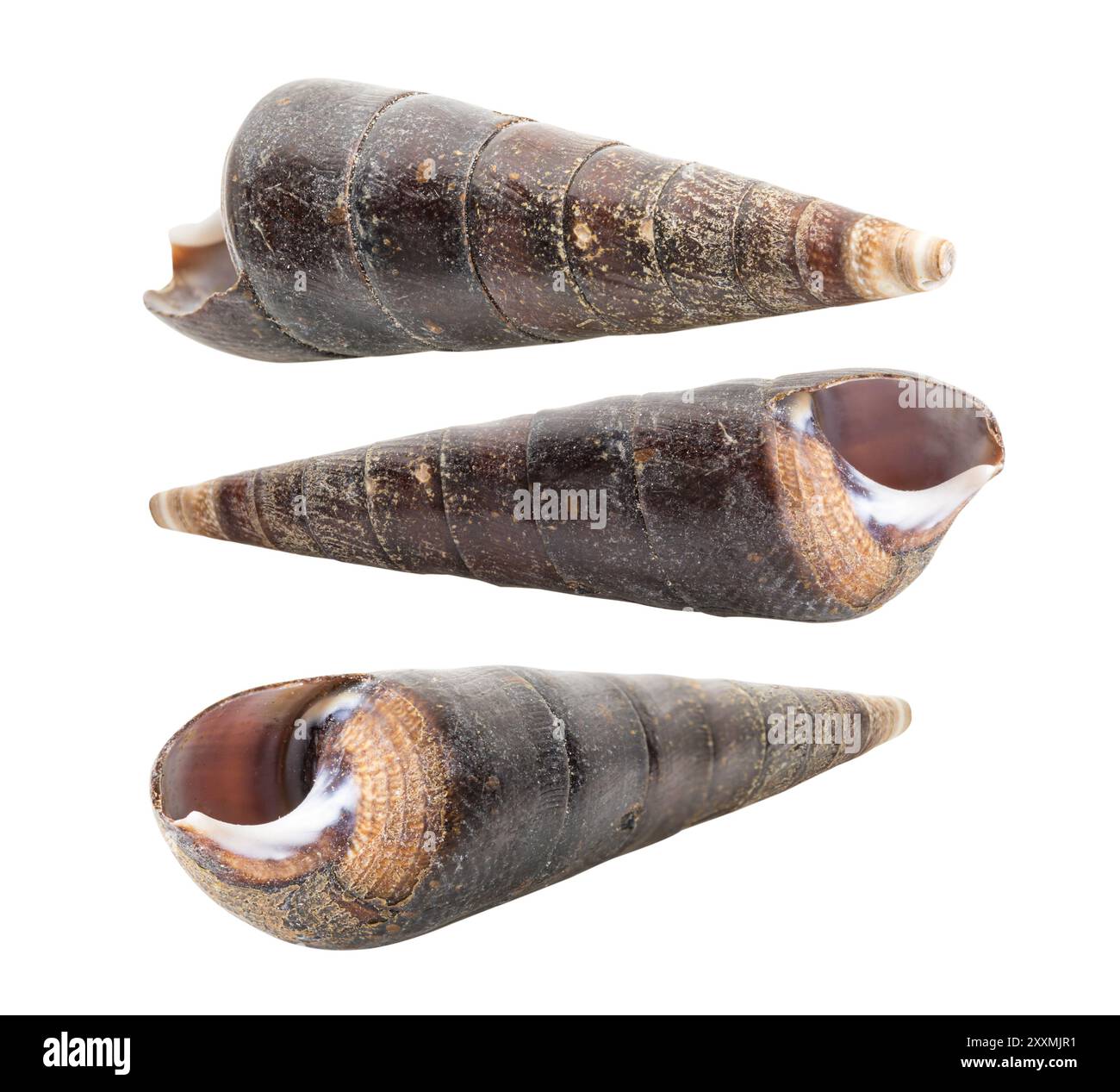 Close-up Marine sea shell isolated on white background Stock Photo - Alamy