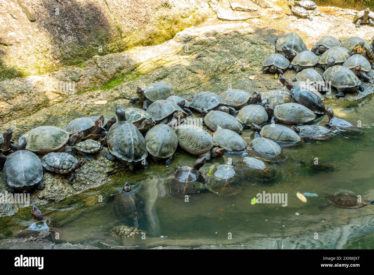 Turtles at a pond at The Kek Lock Si Buddhist Temple complex in Penang ...