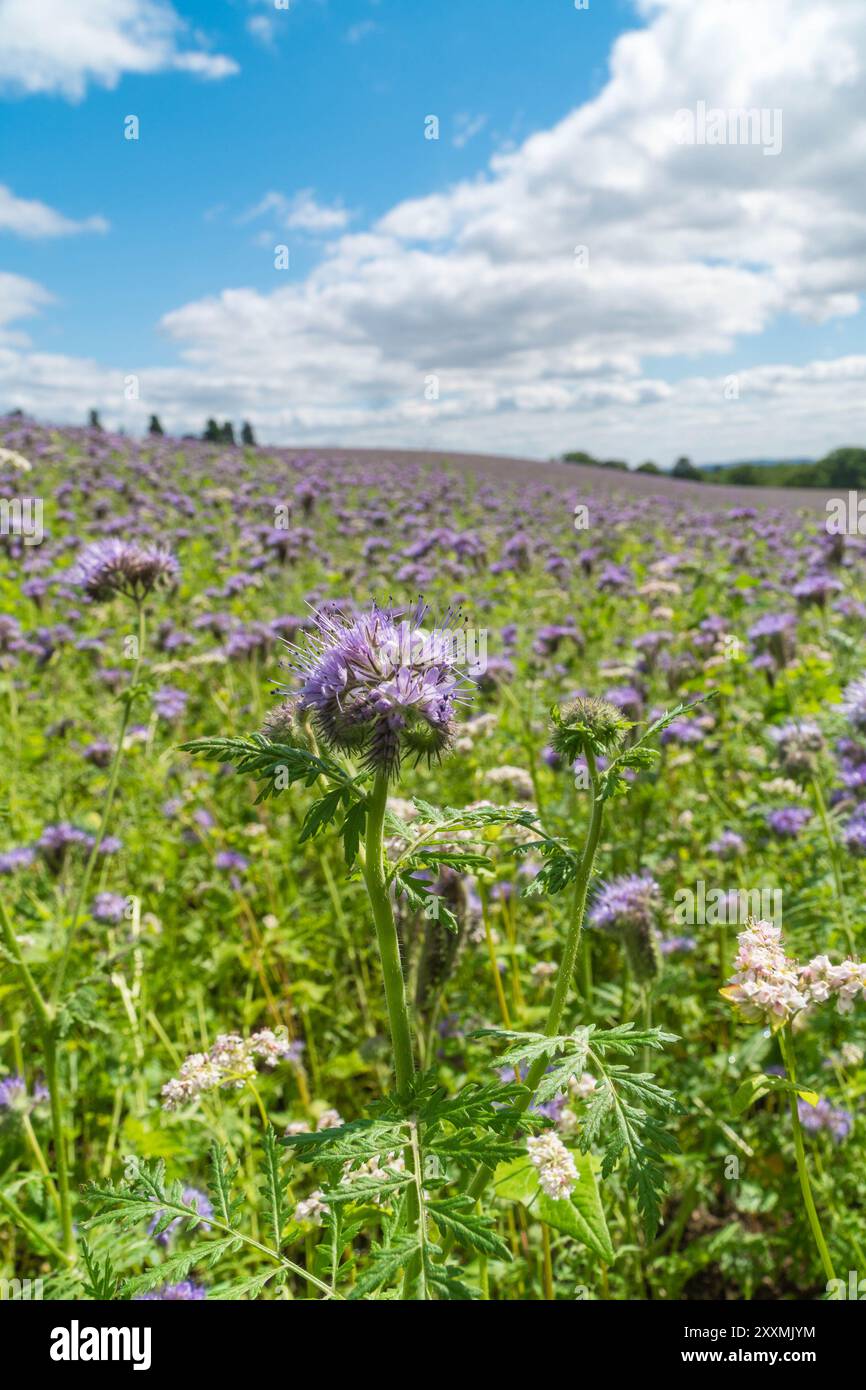 Fernleaf fiddleneck (Phacelia tanacetifolia) also known as Purple tansy ...