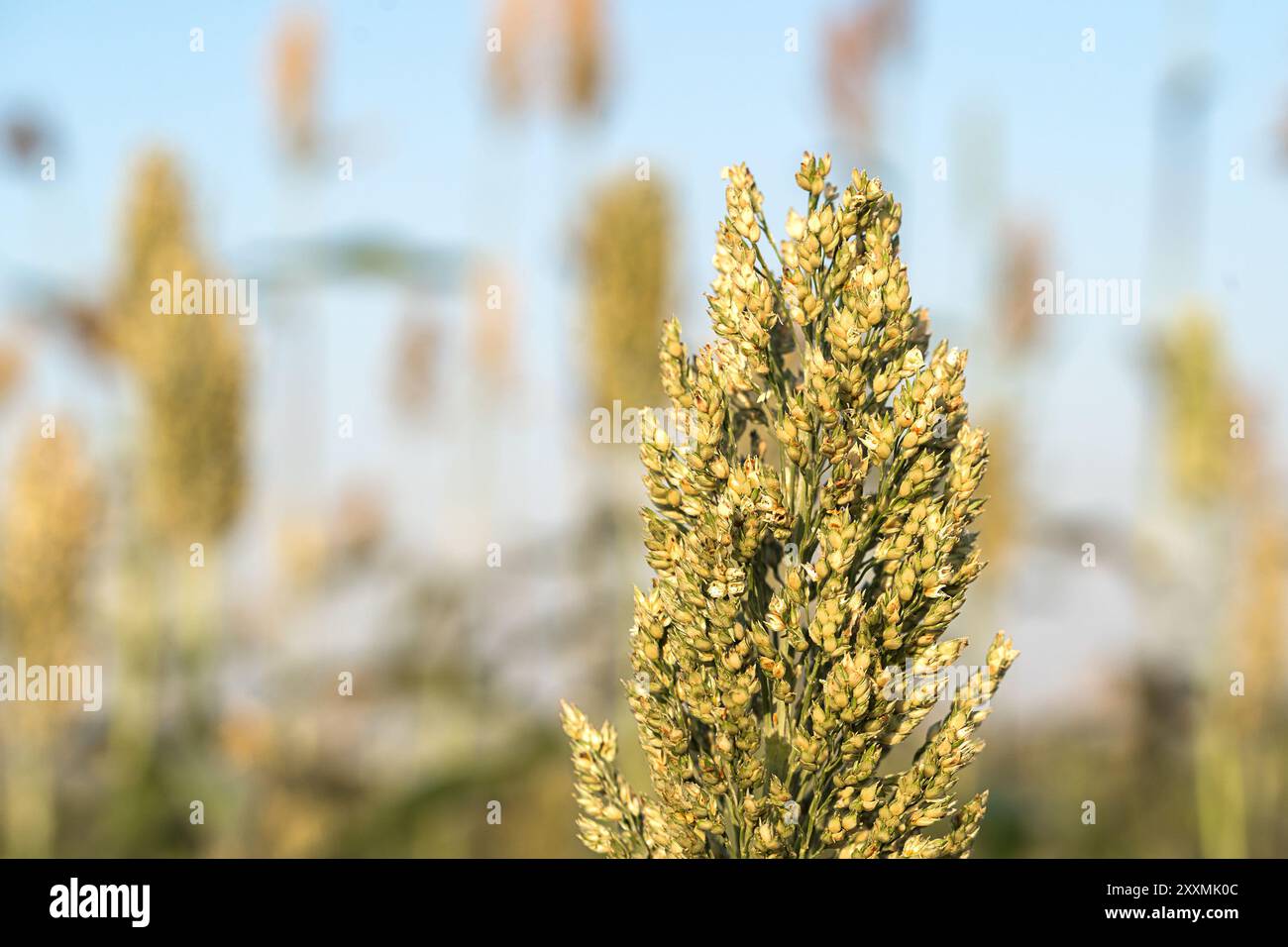 Millet field close up hi-res stock photography and images - Alamy