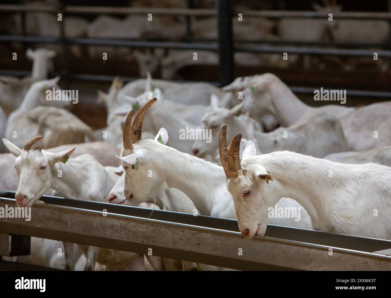 large herd of white goats in barn of dutch farm in the netherlands ...