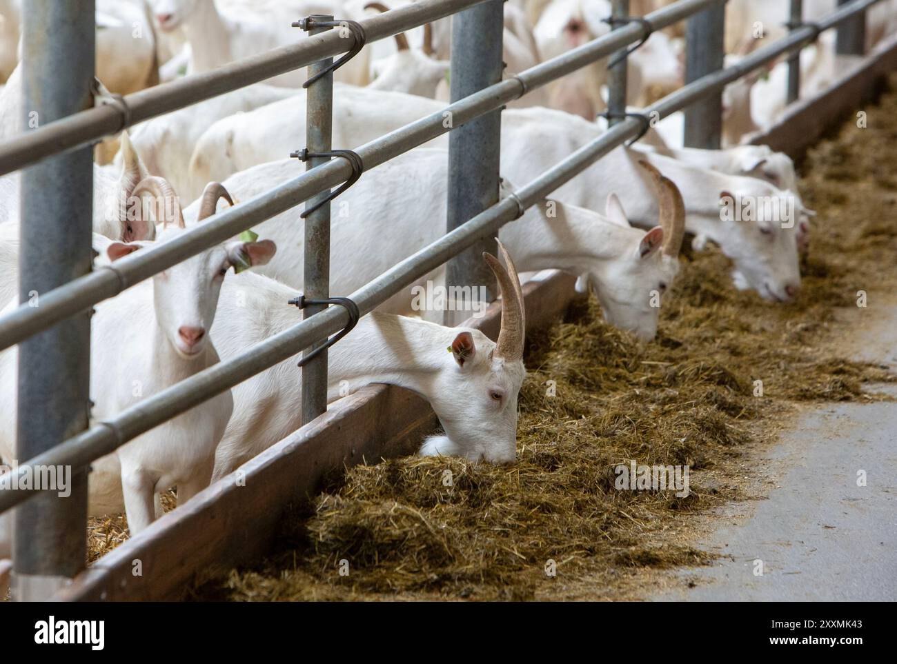 large herd of white goats in barn of dutch farm in the netherlands ...