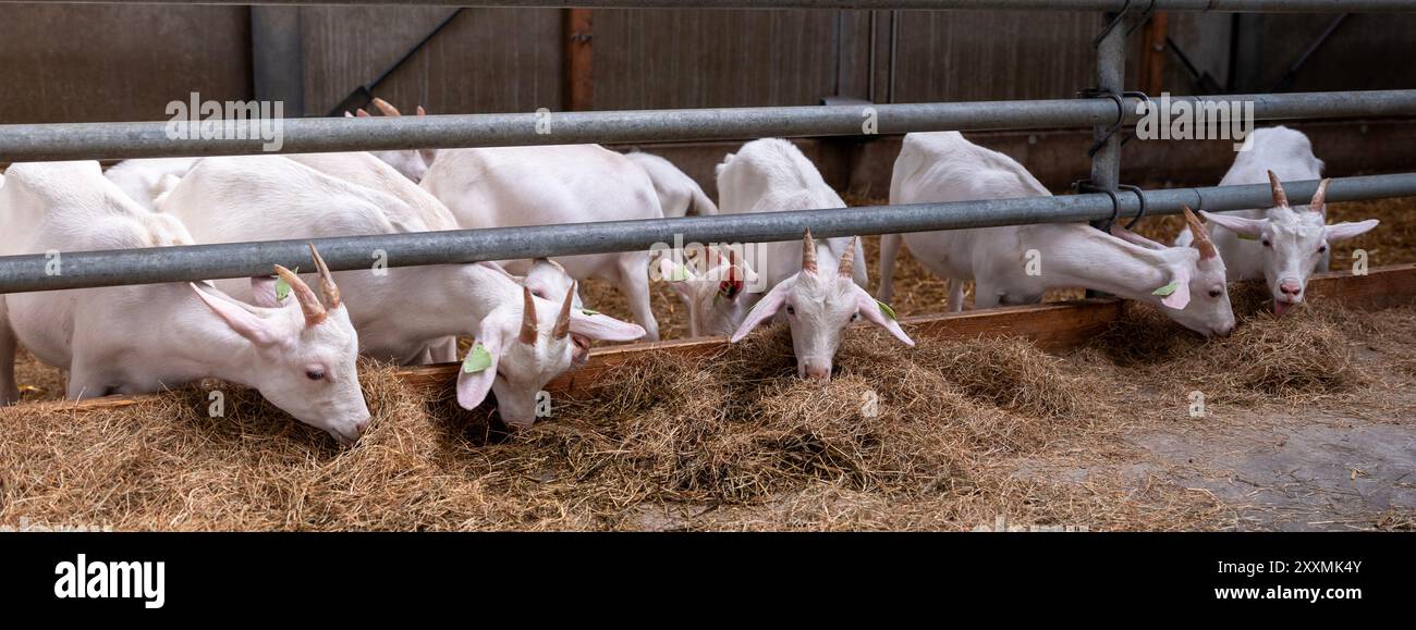 cute young goats on organic farm in the netherlands feed on hay Stock ...