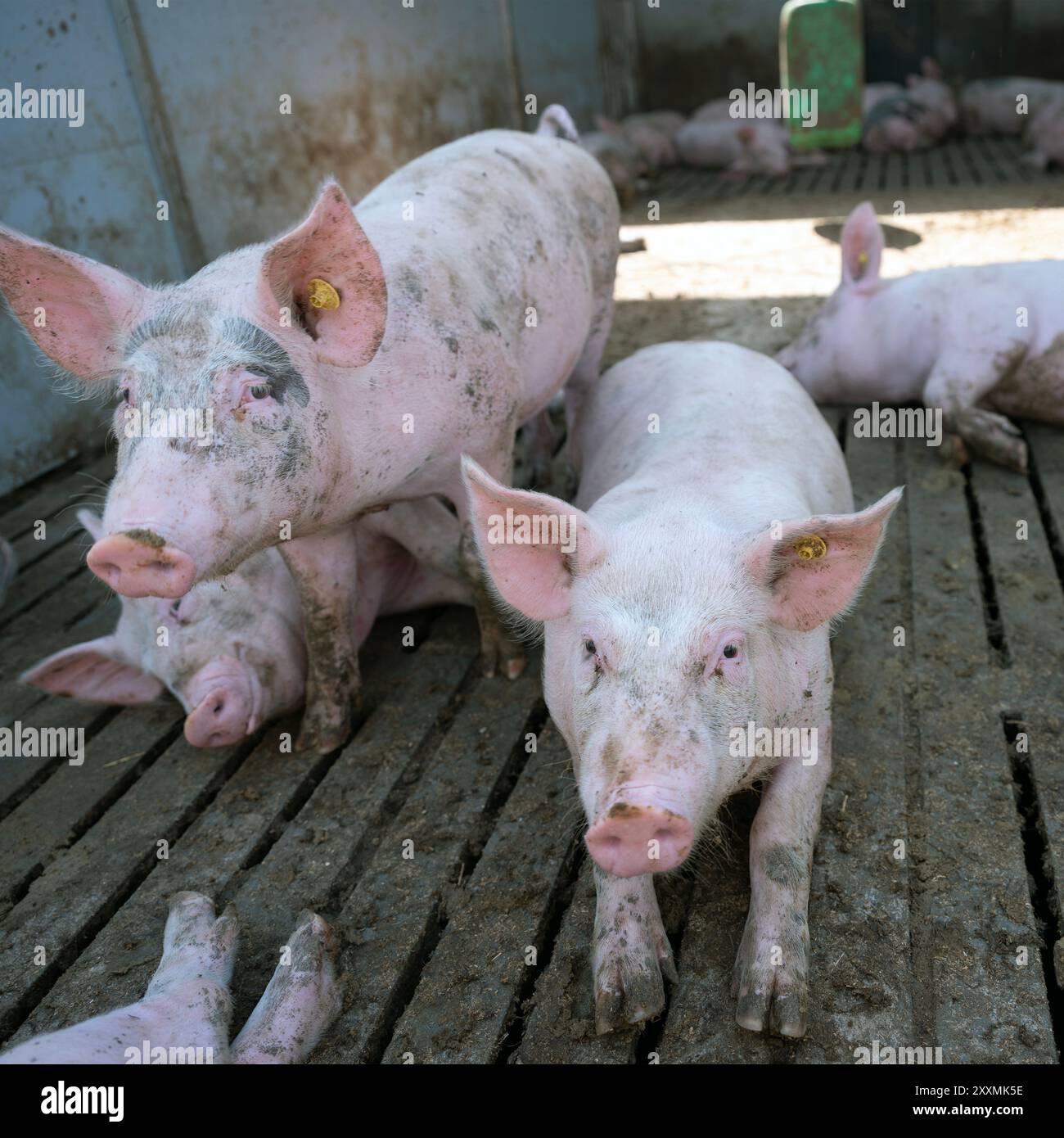 group of pigs in pigpen on organic farm in the netherlands Stock Photo ...