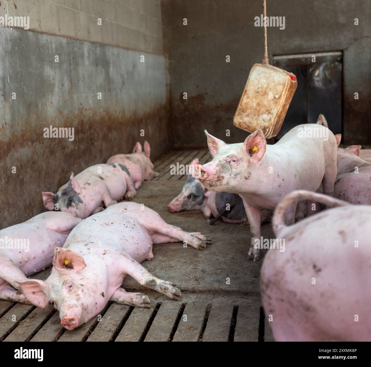 group of pigs in pigpen on organic farm in the netherlands Stock Photo ...