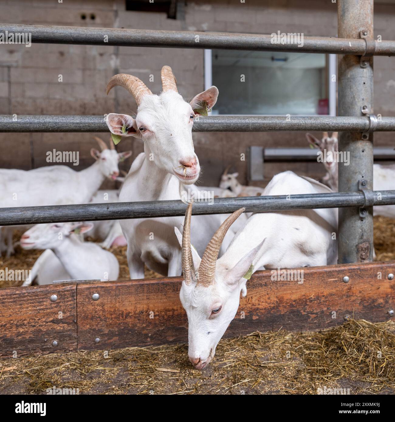 large herd of white goats in barn of dutch farm in the netherlands ...