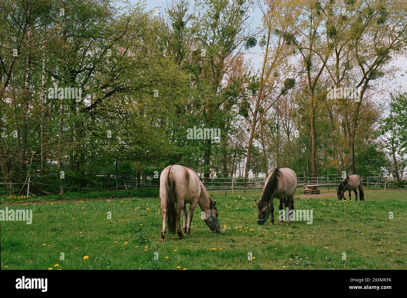 Horses in pen hi-res stock photography and images - Alamy