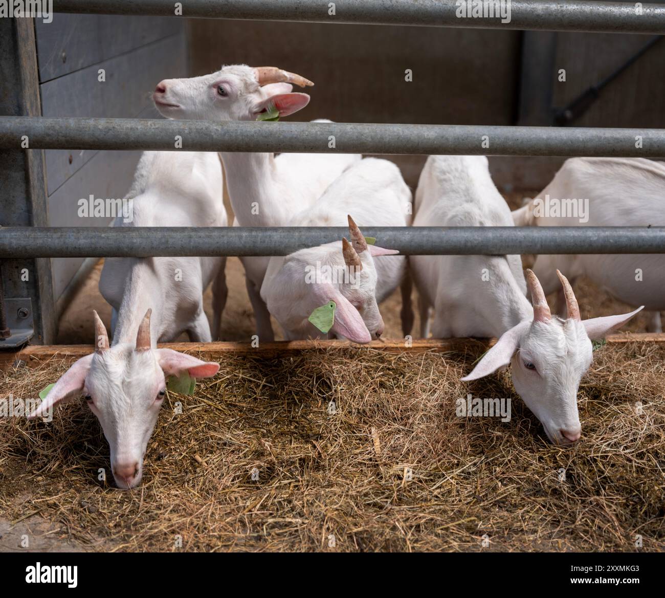 cute young goats on organic farm in the netherlands feed on hay Stock ...