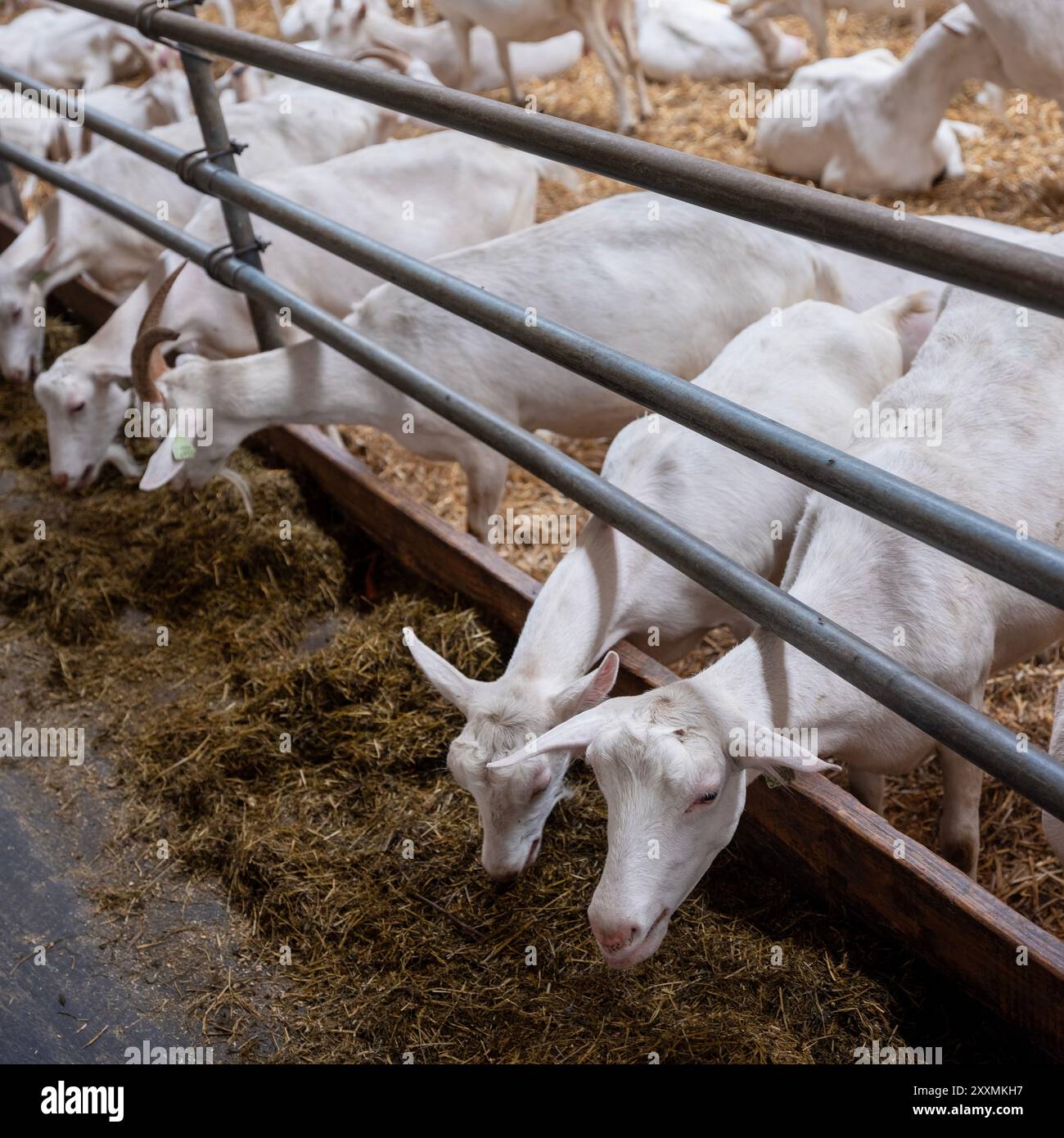 large herd of white goats in barn of dutch farm in the netherlands ...