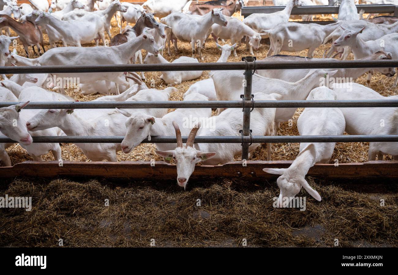 large herd of white goats in barn of dutch farm in the netherlands ...