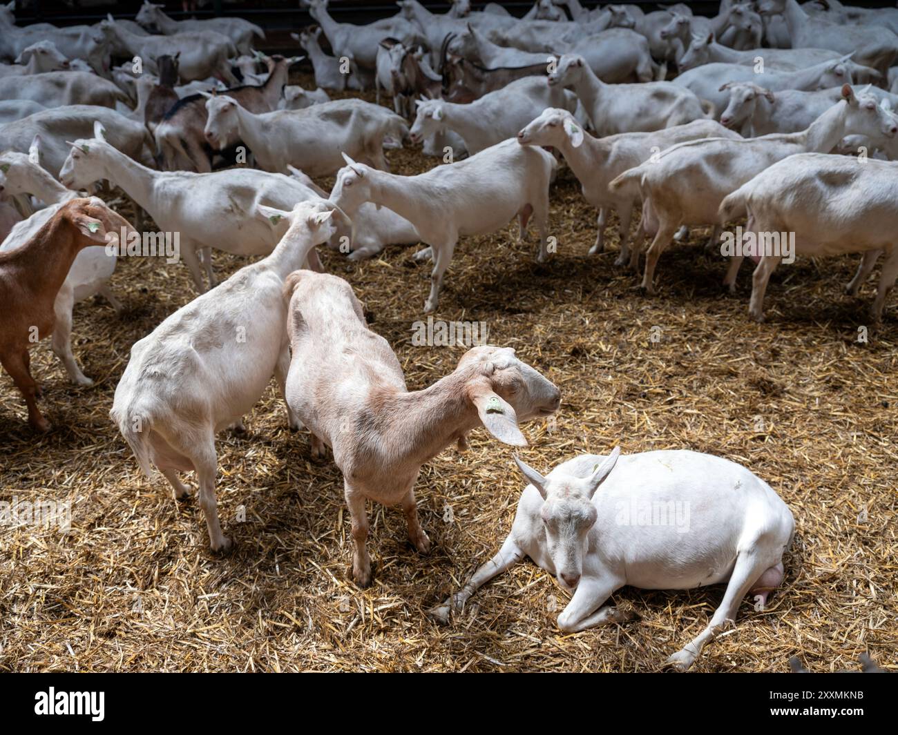 large herd of white goats in barn of dutch farm in the netherlands ...
