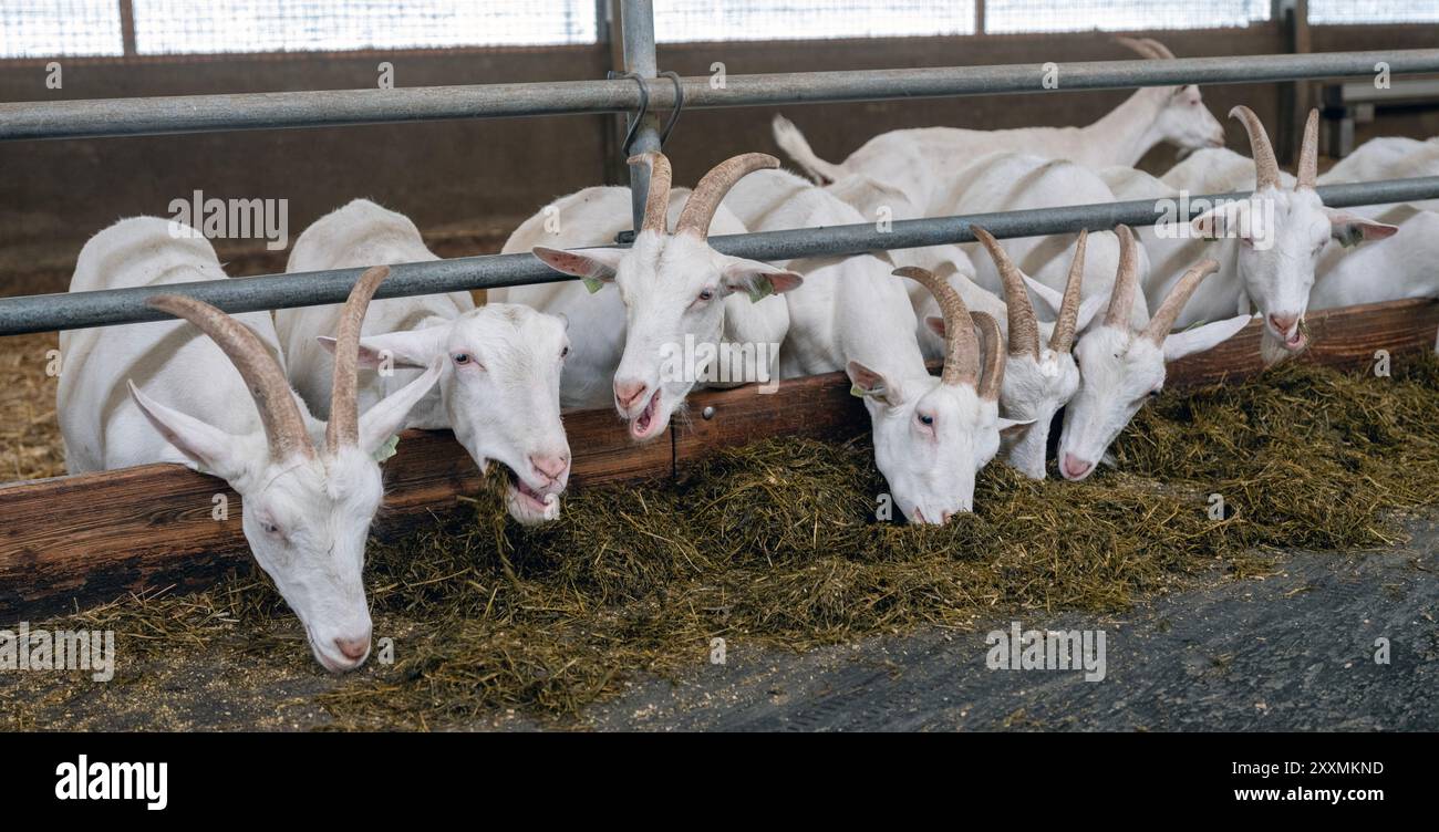 large herd of white goats in barn of dutch farm in the netherlands ...