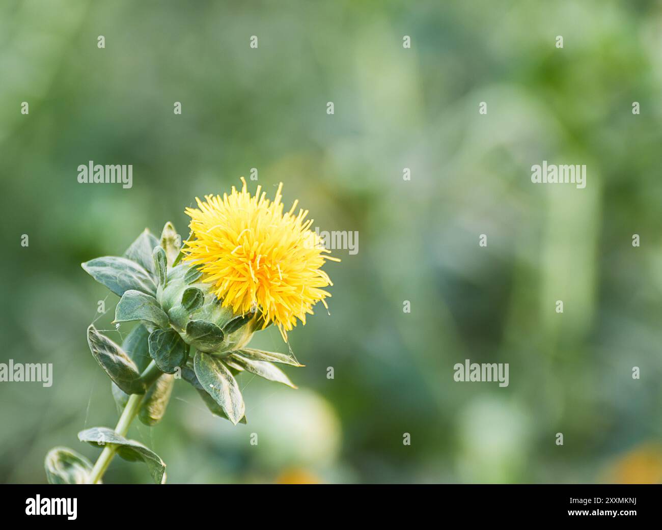 Safflower blossom hi-res stock photography and images - Alamy