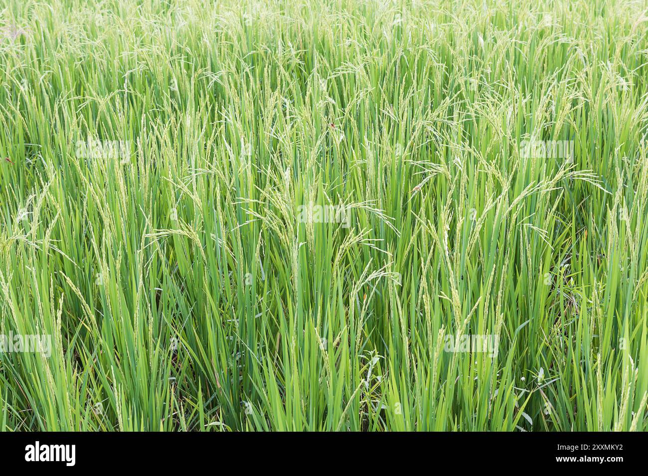 Close up paddy hi-res stock photography and images - Alamy