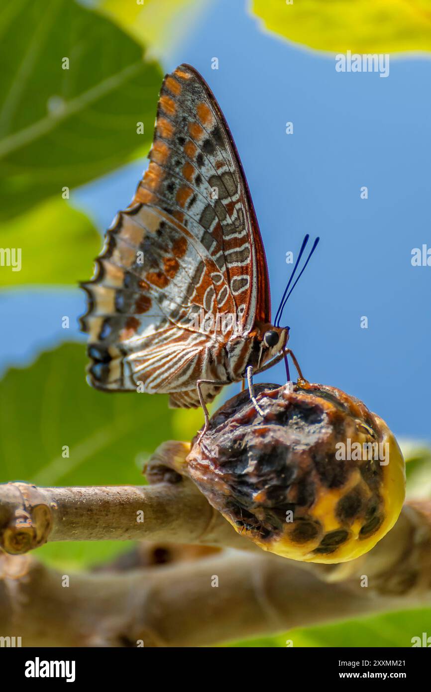 A butterfly Charaxes jasius, two-tailed Pasha, is feeding on a very ...