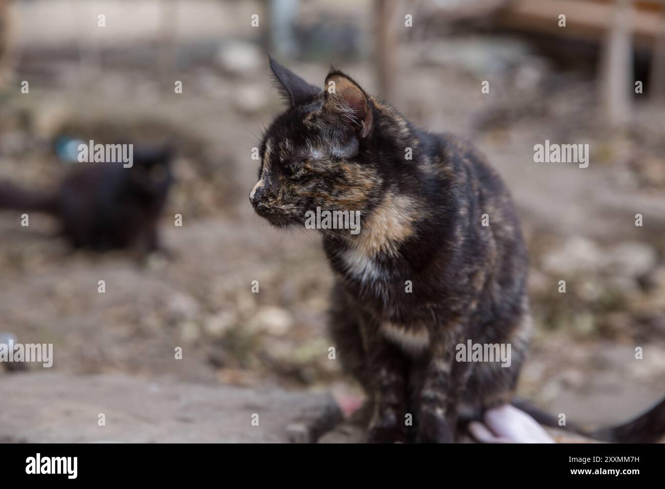 Female tri-colour tortoiseshell cat at the window . Tears come from the ...