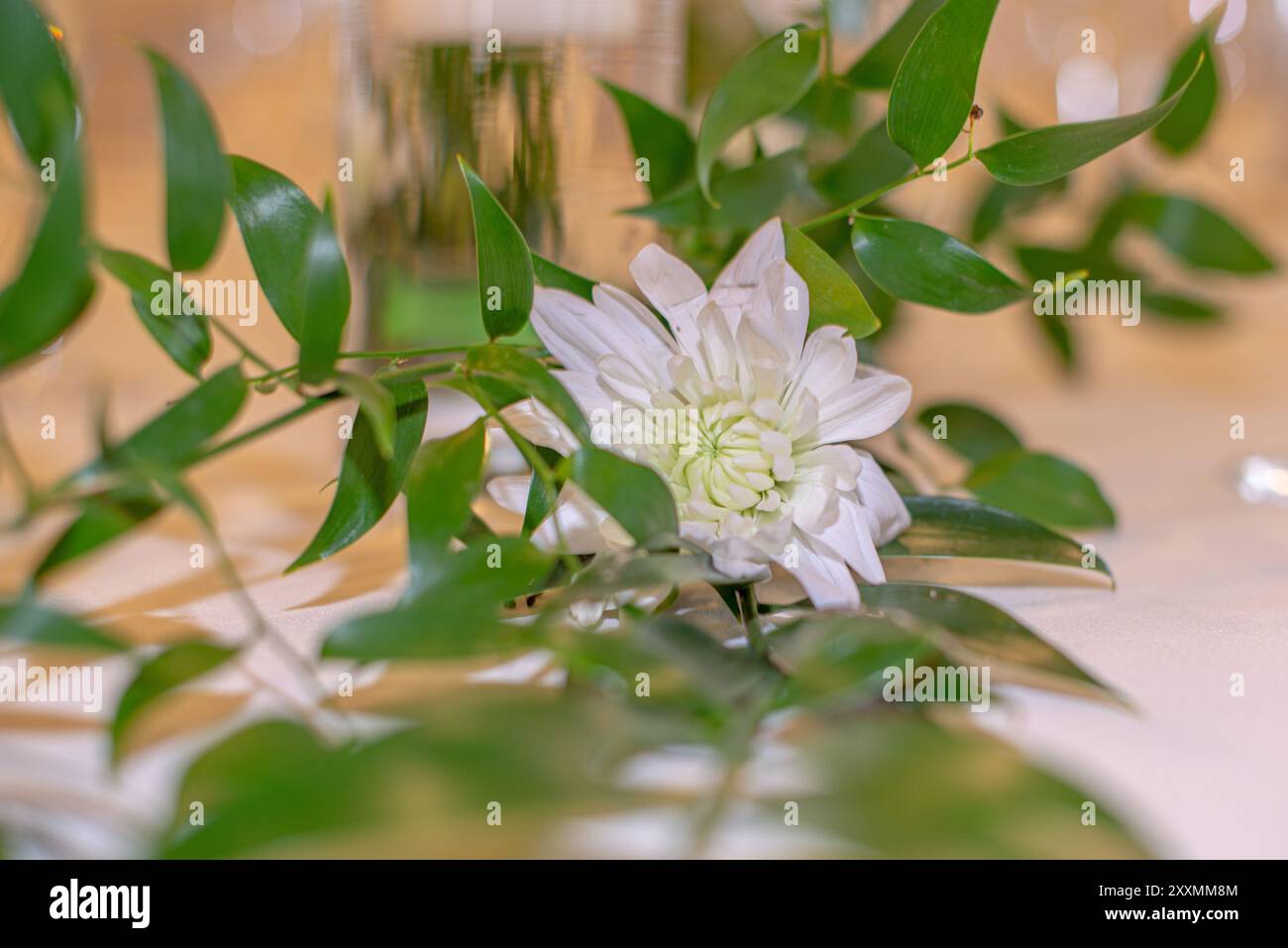 Leave strands hi-res stock photography and images - Alamy