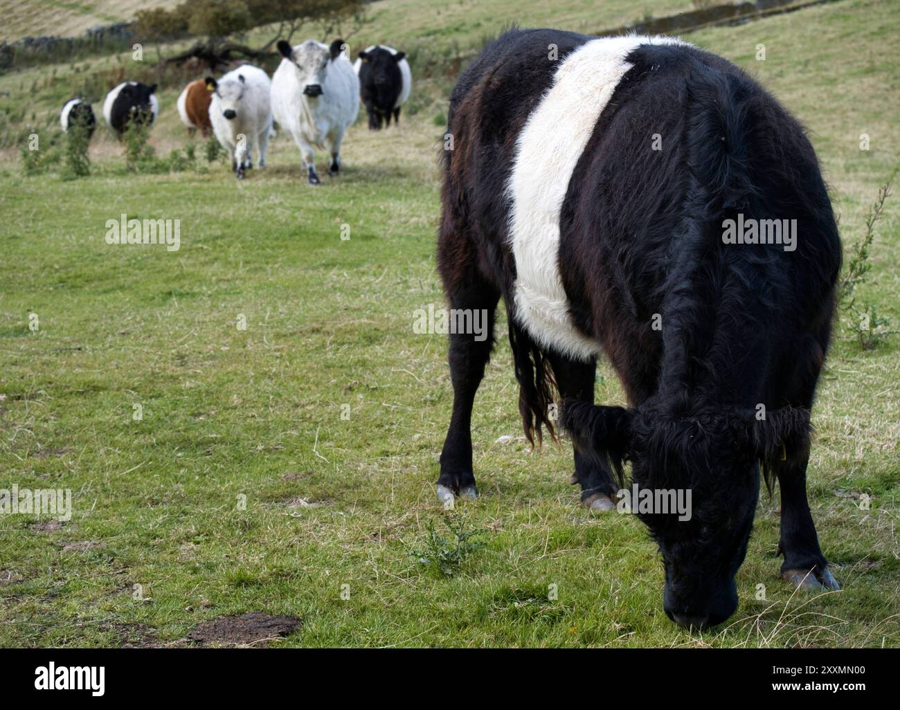Cute Belted Galloway cattle Stock Photo - Alamy
