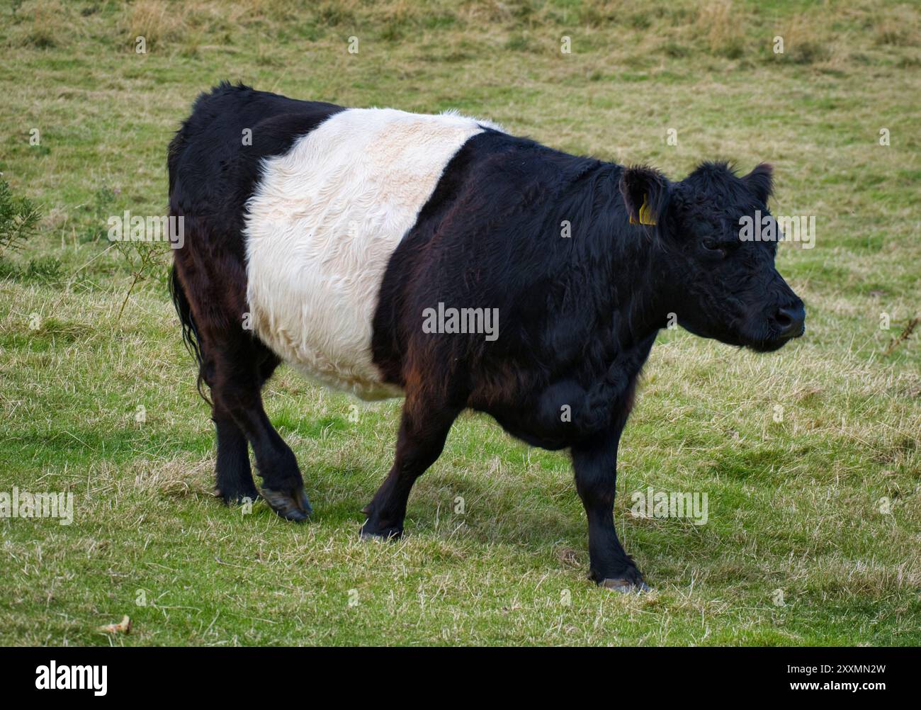 Cute Belted Galloway cattle Stock Photo - Alamy