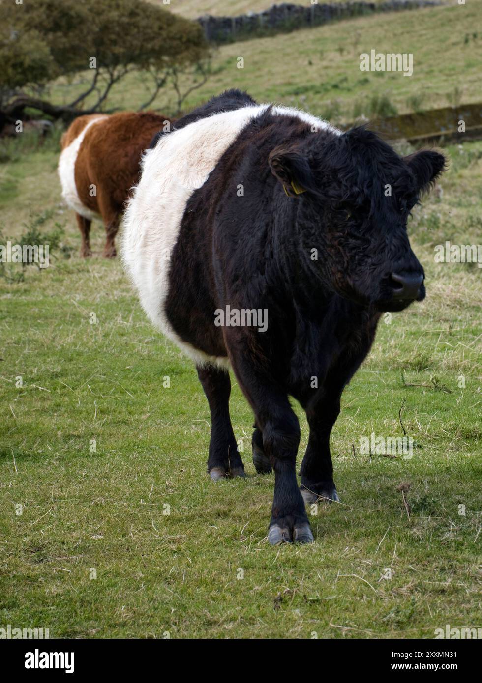 Cute Belted Galloway cattle Stock Photo - Alamy