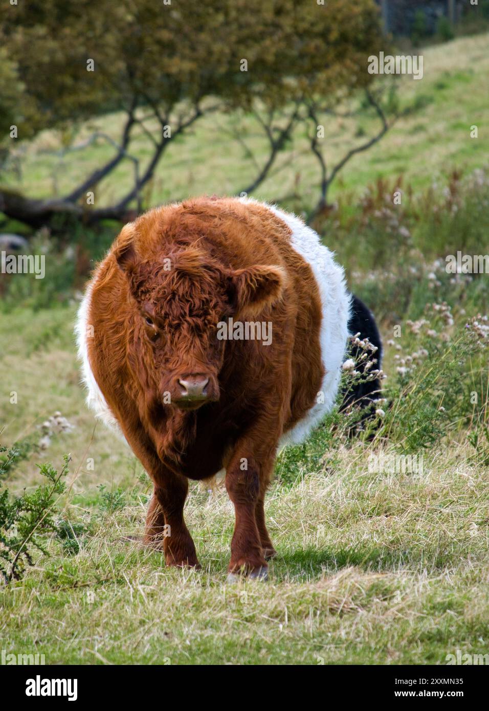 Cute Belted Galloway cattle Stock Photo - Alamy