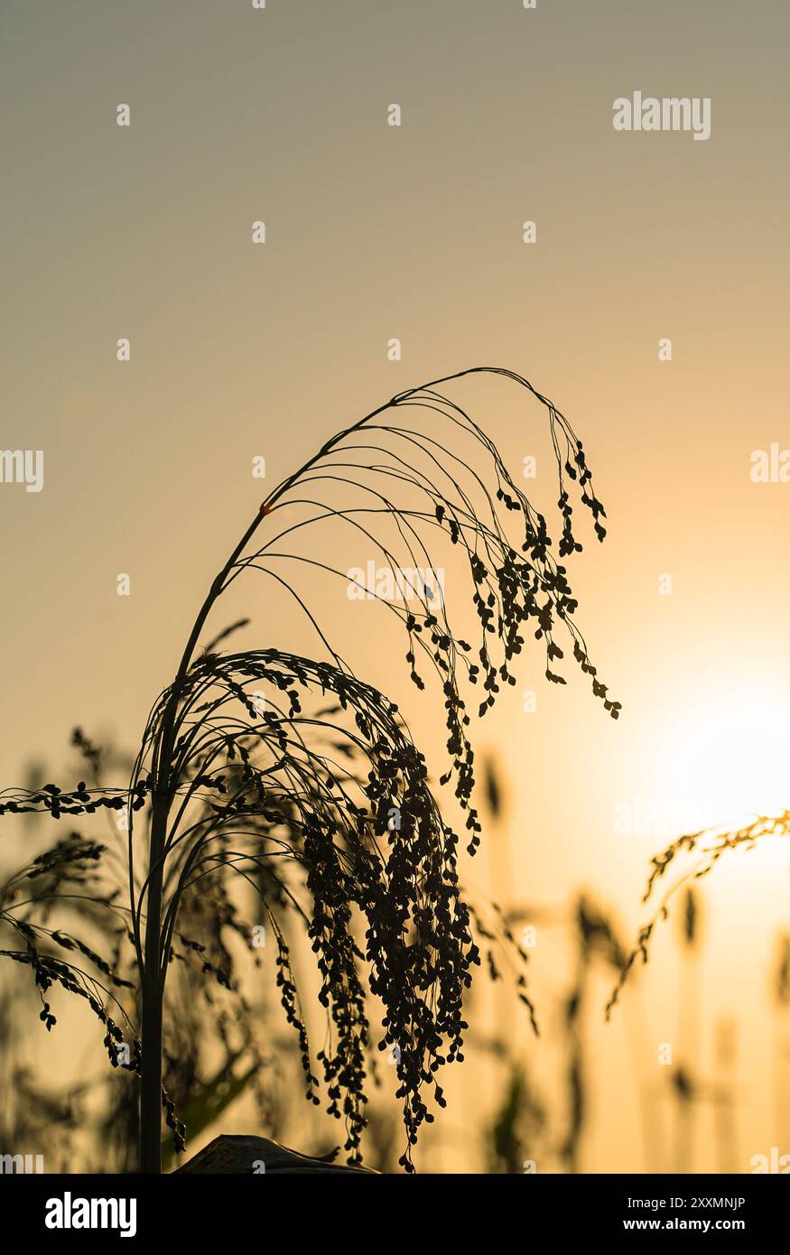 Close up Sorghum or Millet an important cereal crop in field agent ...